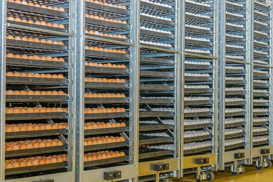 Ensuring optimal conditions during Egg storage - Novocenter