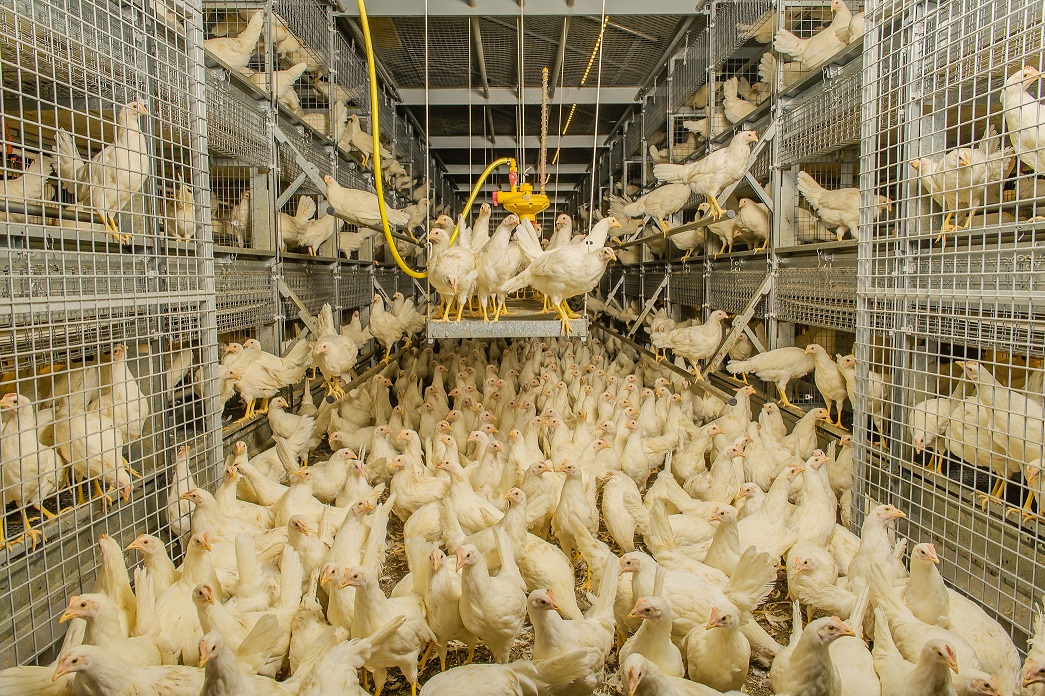 Novogen, Innovative selection for hen behaviour - Novocenter