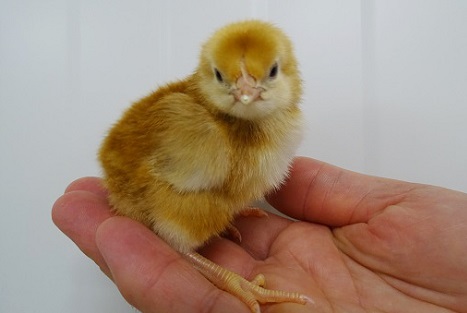 Essential tools of hatchery management : the hatch window