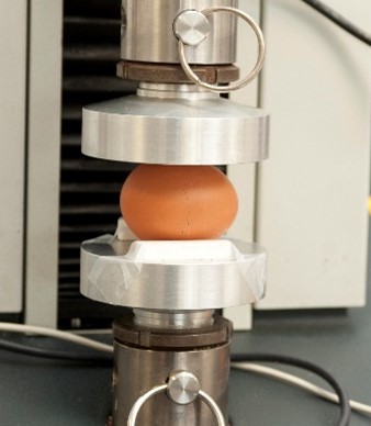 How to manage a layer flock for a longer production cycle