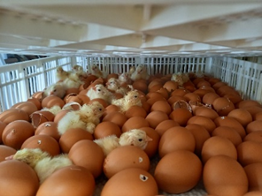 Essential tools of hatchery management : the hatch window