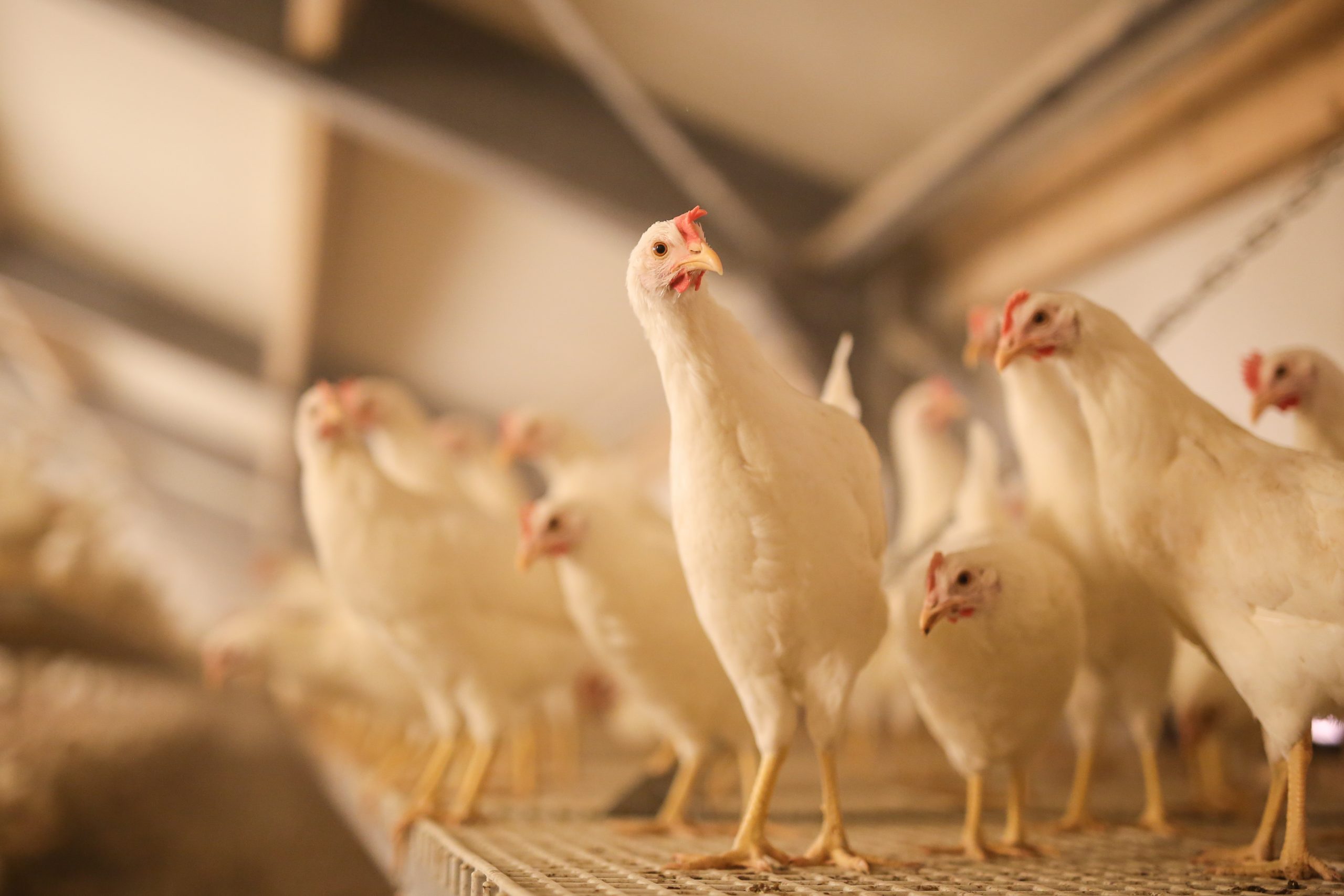 Novotools - Novocenter