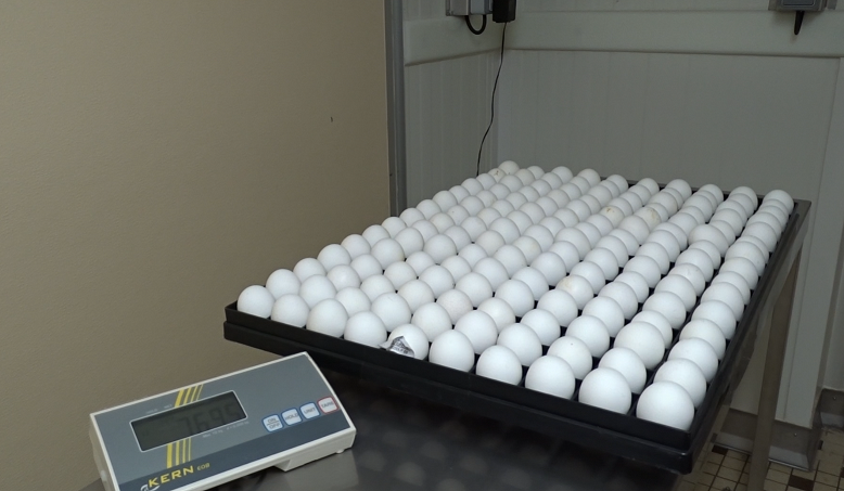 The importance of egg weight loss during incubation - Novocenter