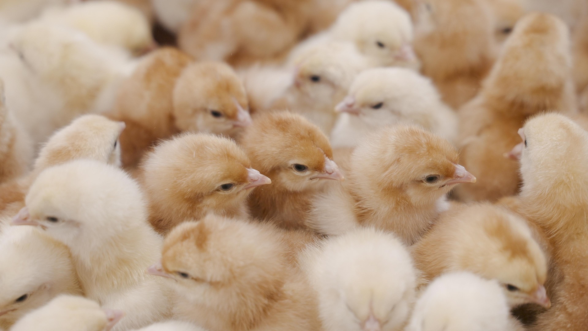 NovoPosters - Novocenter