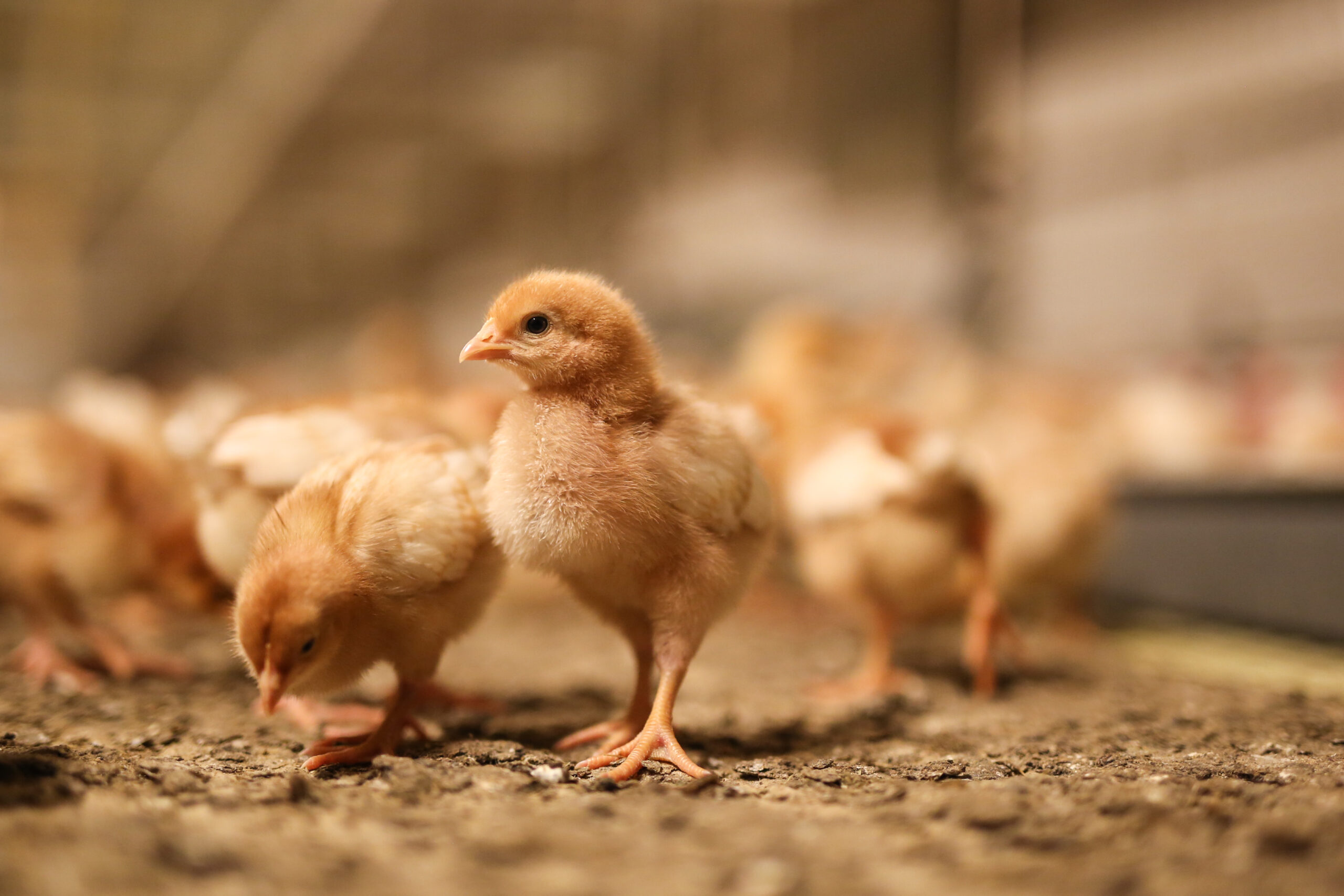 Birds growth and development : bodyweight and uniformity - Novocenter